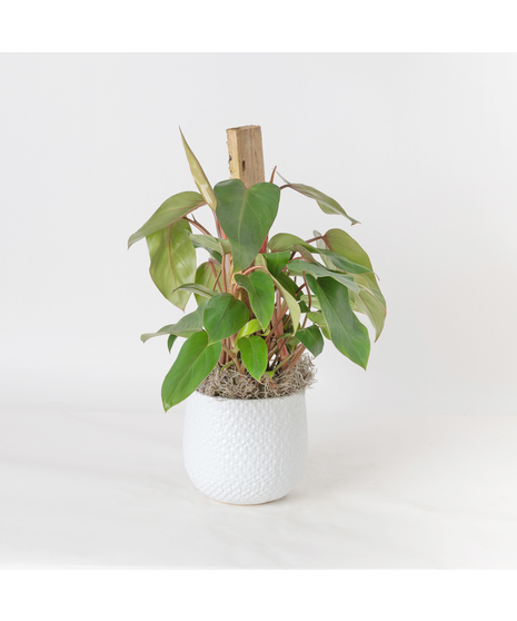 AUSTIN TX FLOWER DELIVERY | RED EMERALD PHILODENDRON | FREYTAG'S FLORIST