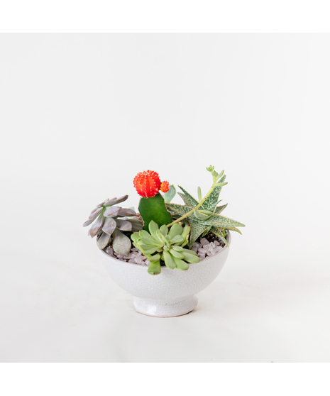 AUSTIN TX FLOWER DELIVERY | ICE CREAM SUNDAE GARDEN| FREYTAG'S FLORIST