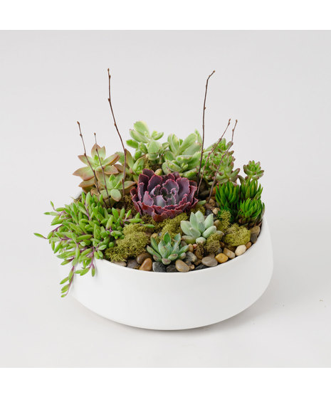 Succulent and Cacti Gifts | Freytag's Florist Austin TX